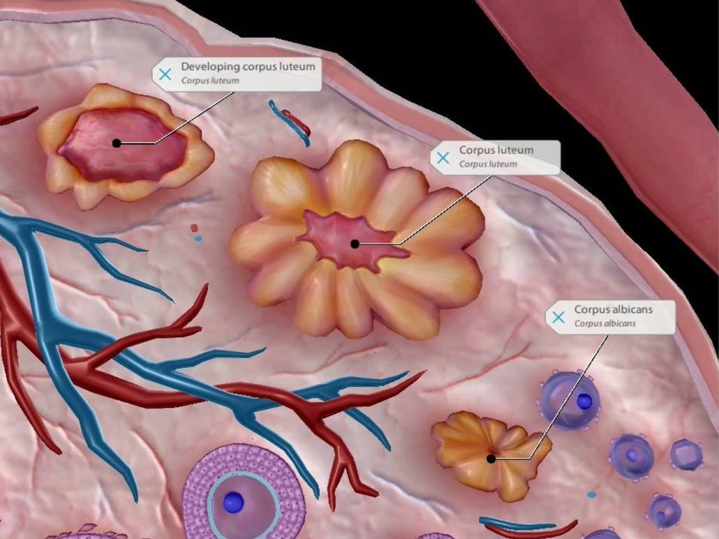 The Ovarian Cycle: A Guide